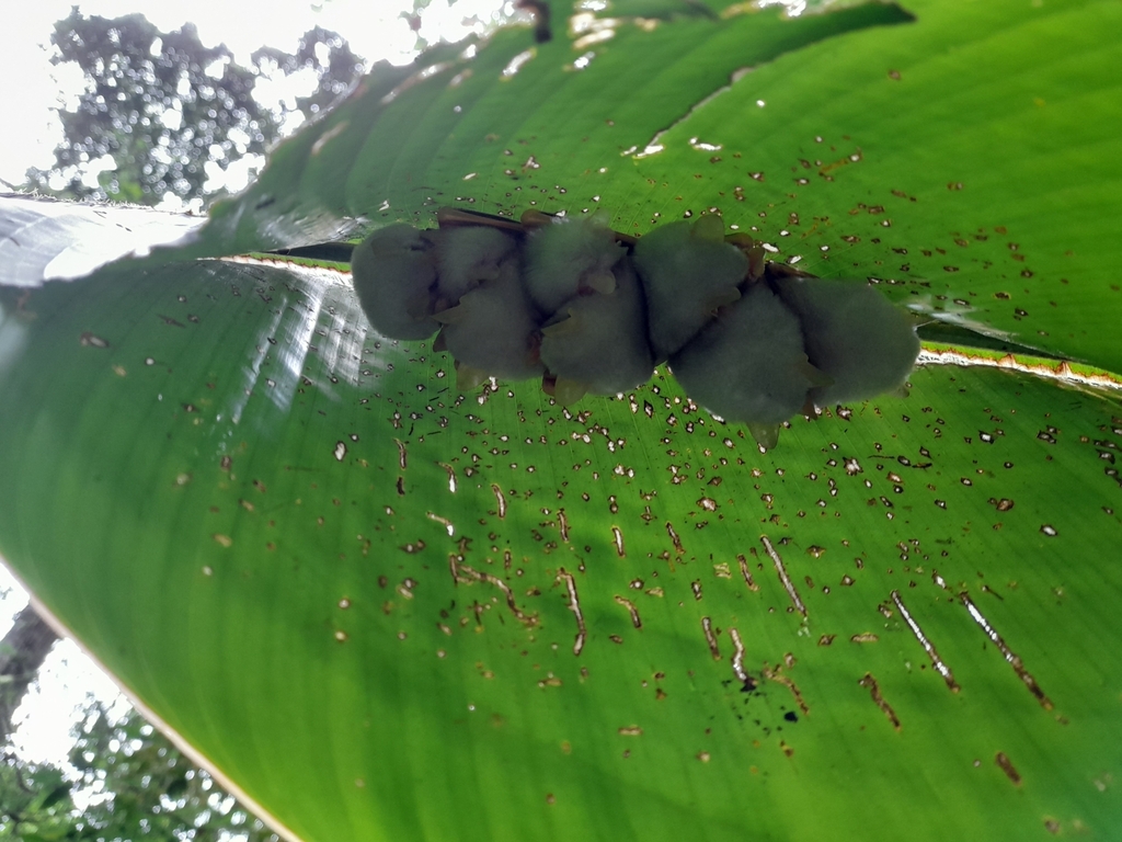 Honduran White Bat in September 2022 by Lester Fonseca · iNaturalist