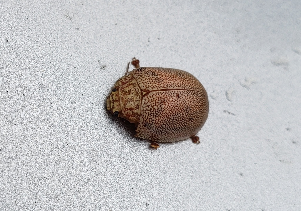 Paropsis in September 2022 by Amy (She/Her) · iNaturalist