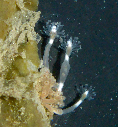 オオタマウミヒドラ科 (Hydrocorynidae)