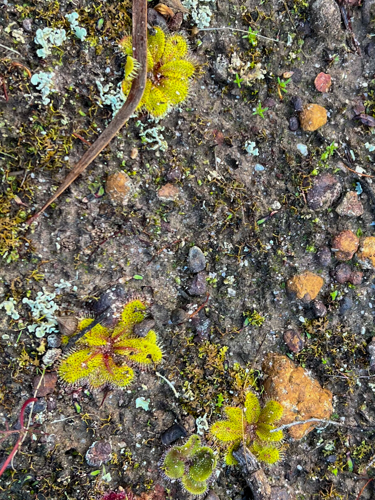 Red-leaved Sundew from Salt River Rd, Stirling Range National Park WA ...