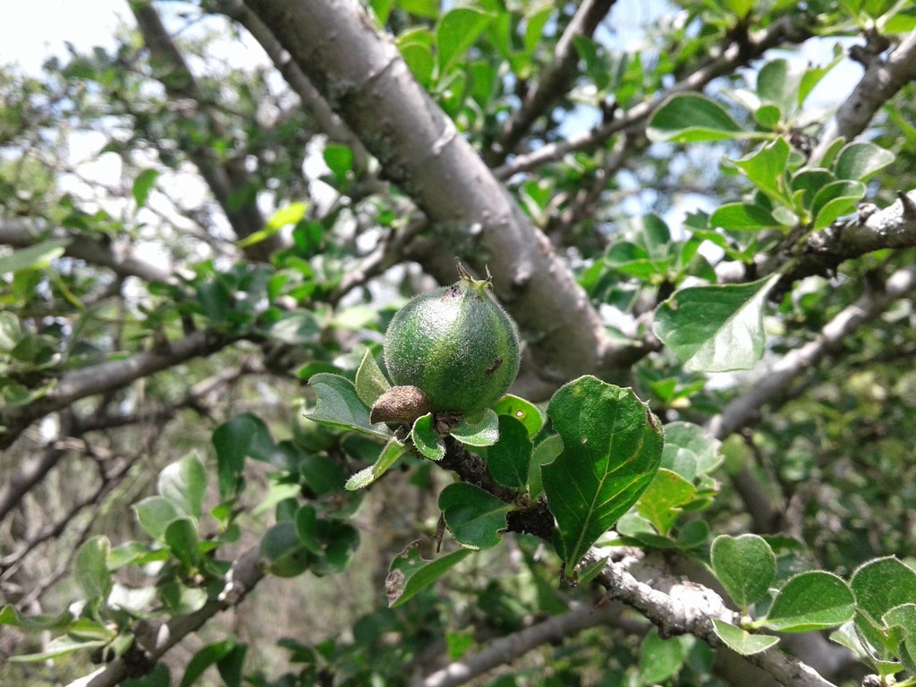 Randia thurberi from León, Guanajuato, México on August 14, 2018 at 12:01 PM by Roberto ...