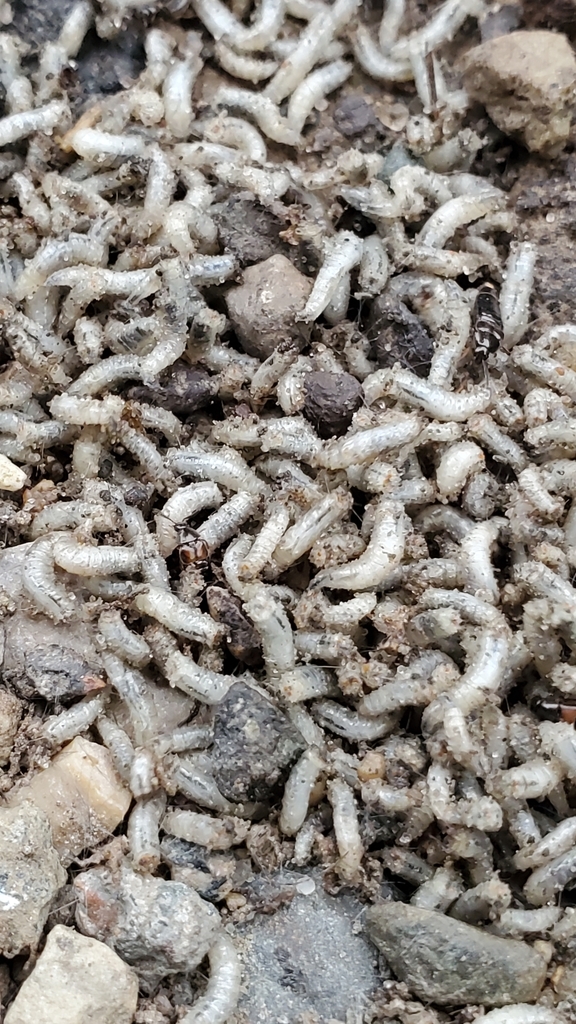 Winged and Once-winged Insects in September 2022 by Cob. Adult insects ...