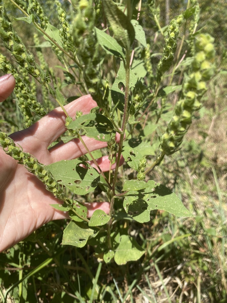 Sumpweed from Ray Roberts Lake State Park, Denton, TX, US on October 2 ...