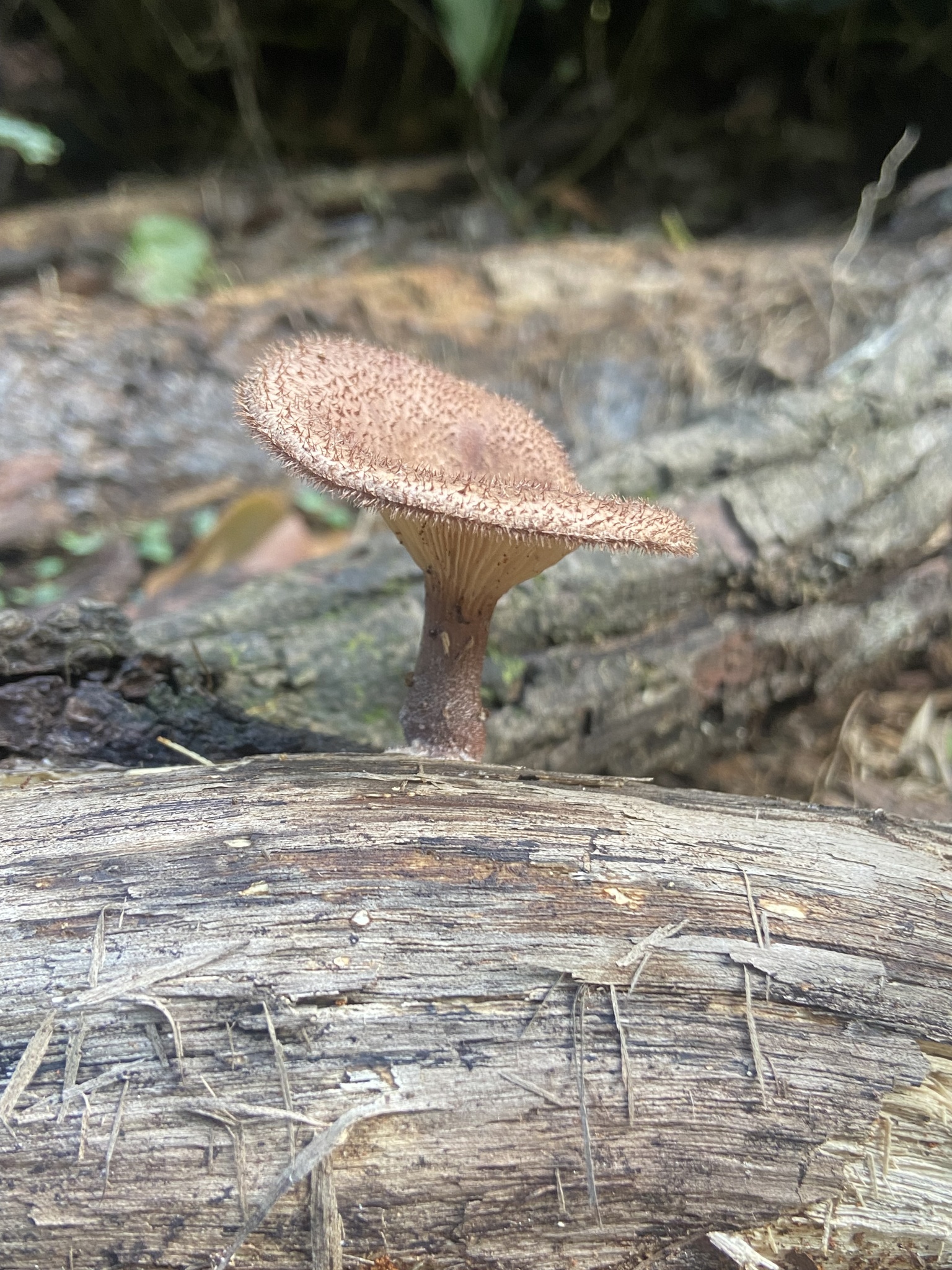 Panus strigellus (Berk.) Overh.