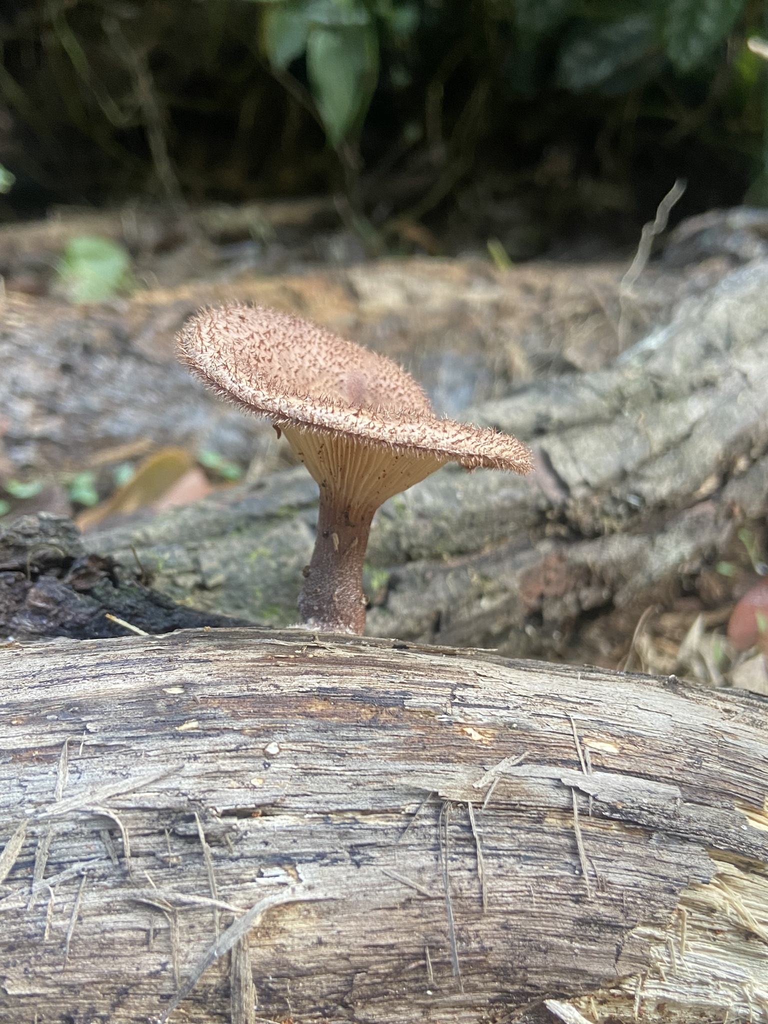 Panus strigellus (Berk.) Overh.