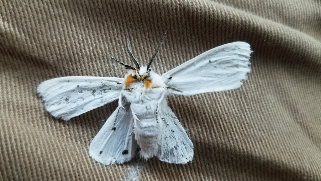 Virginian Tiger Moth from Hays, KS 67601, USA on September 28, 2022 at ...