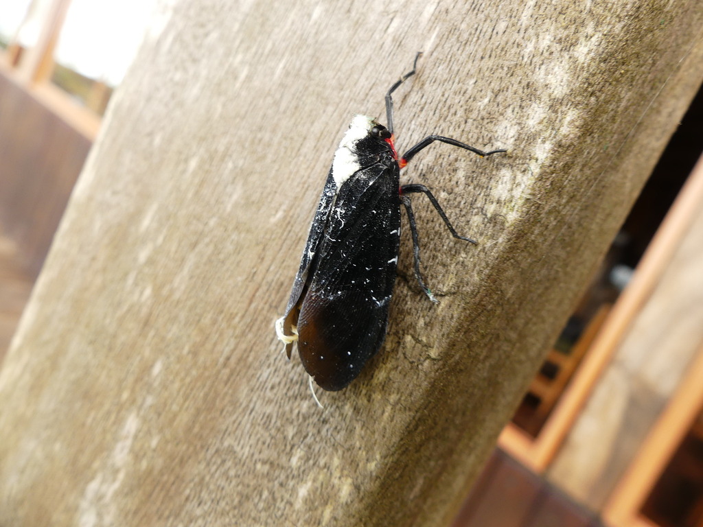 Menenia terebrifera from Santa Lucía Ecolodge on October 2, 2022 at 08: ...