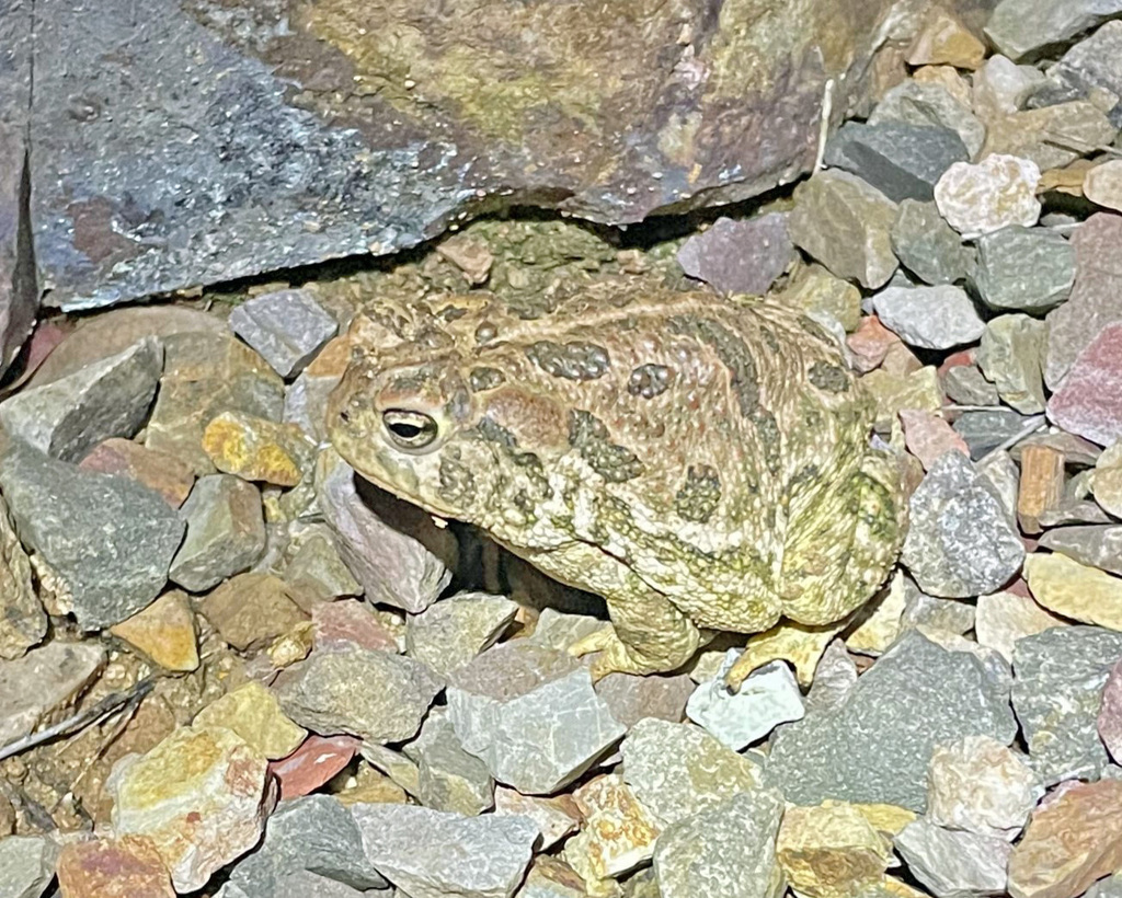 Great Plains Toad from Las Campanas, Green Valley, AZ 85614, USA on ...