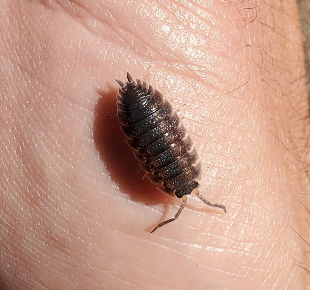 Common Rough Woodlouse from Opal Cliffs, Santa Cruz, CA, USA on October ...