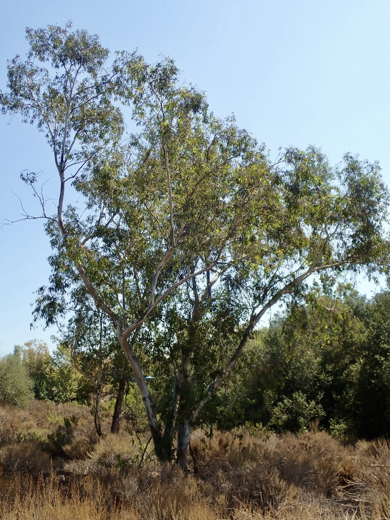 river redgum from Portola Pkwy, Lake Forest, CA, US on October 02, 2022 ...