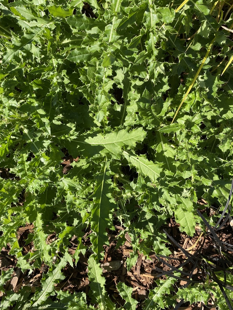 creeping thistle from The Evergreen State College, Olympia, WA, US on ...