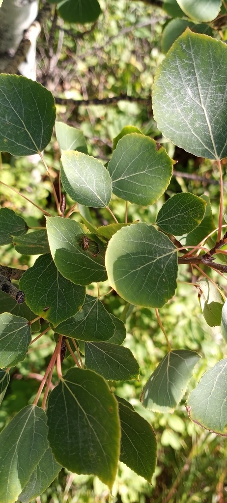 Lygus Bugs from Southwest Calgary, Calgary, AB, Canada on September 17 ...