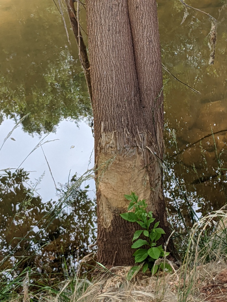 American Beaver in June 2022 by Conor and Alexandra · iNaturalist