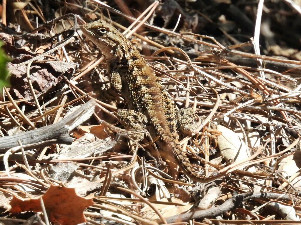 Western Fence Lizard from Oakland, CA, USA on October 02, 2022 at 01:44 ...