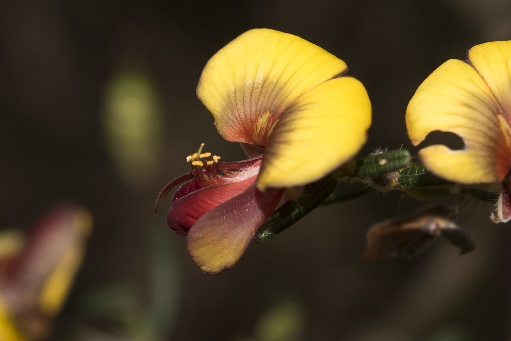 common brown pea (Bossiaea eriocarpa) - Botanical Realm