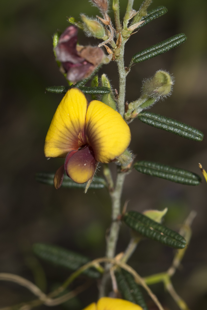 common brown pea (Bossiaea eriocarpa) - Botanical Realm