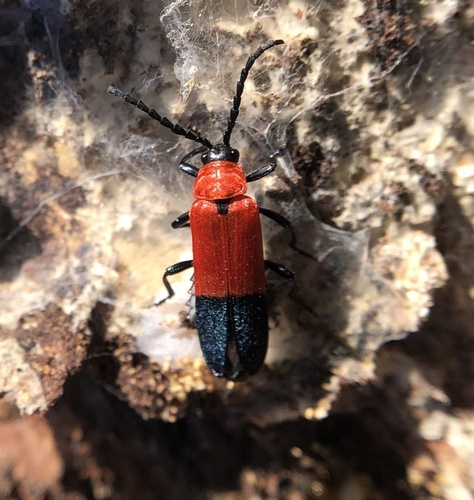 Calochromus slevini · iNaturalist