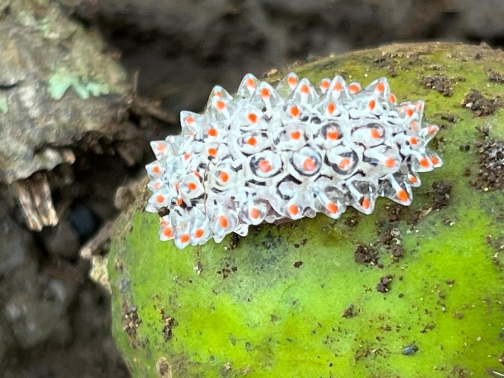 Jewel Caterpillar Moth from Calle Hernández, San Rafael, Heredia, CR on ...
