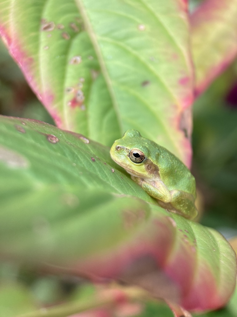 Japanese Tree Frog from 和泉町宮前, 安城市, 愛知県, JP on October 03, 2022 at 06: ...