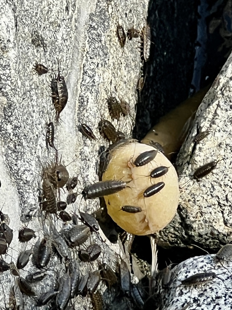 Western Sea Slater from Stanley Park, Vancouver, BC, CA on October 02 ...