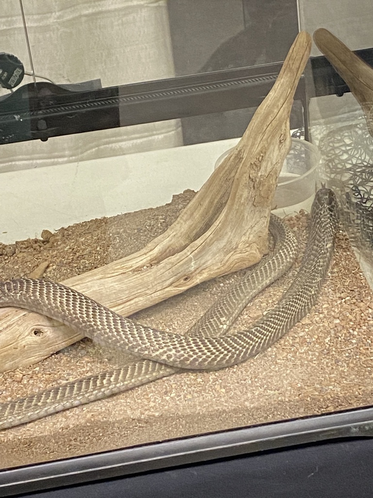 Philippine Common Cobra in October 2022 by Emilio R · iNaturalist