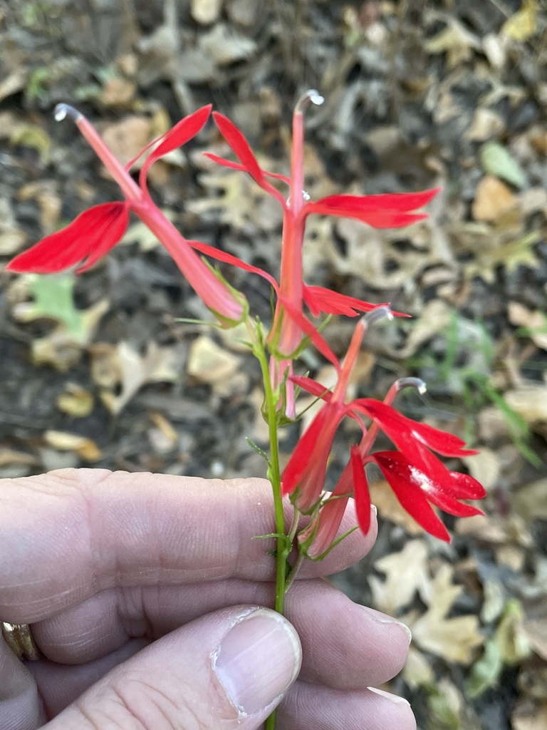 cardinal flower from Deep Fork National Wildlife Refuge, Henryetta, OK ...