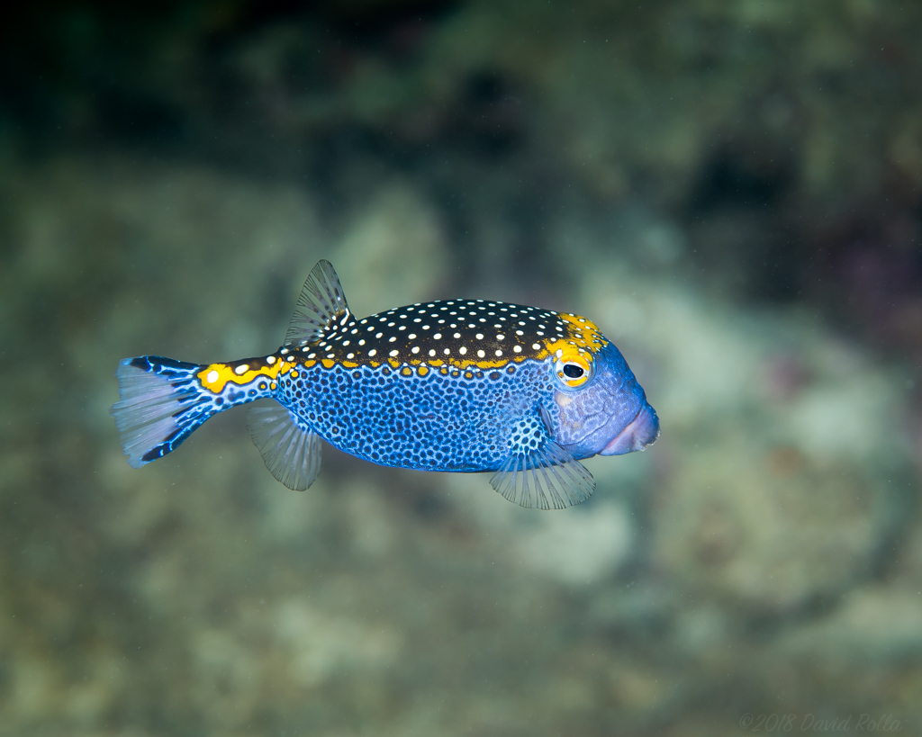 Boxfishes (Ostraciidae) - Marine Life Identification