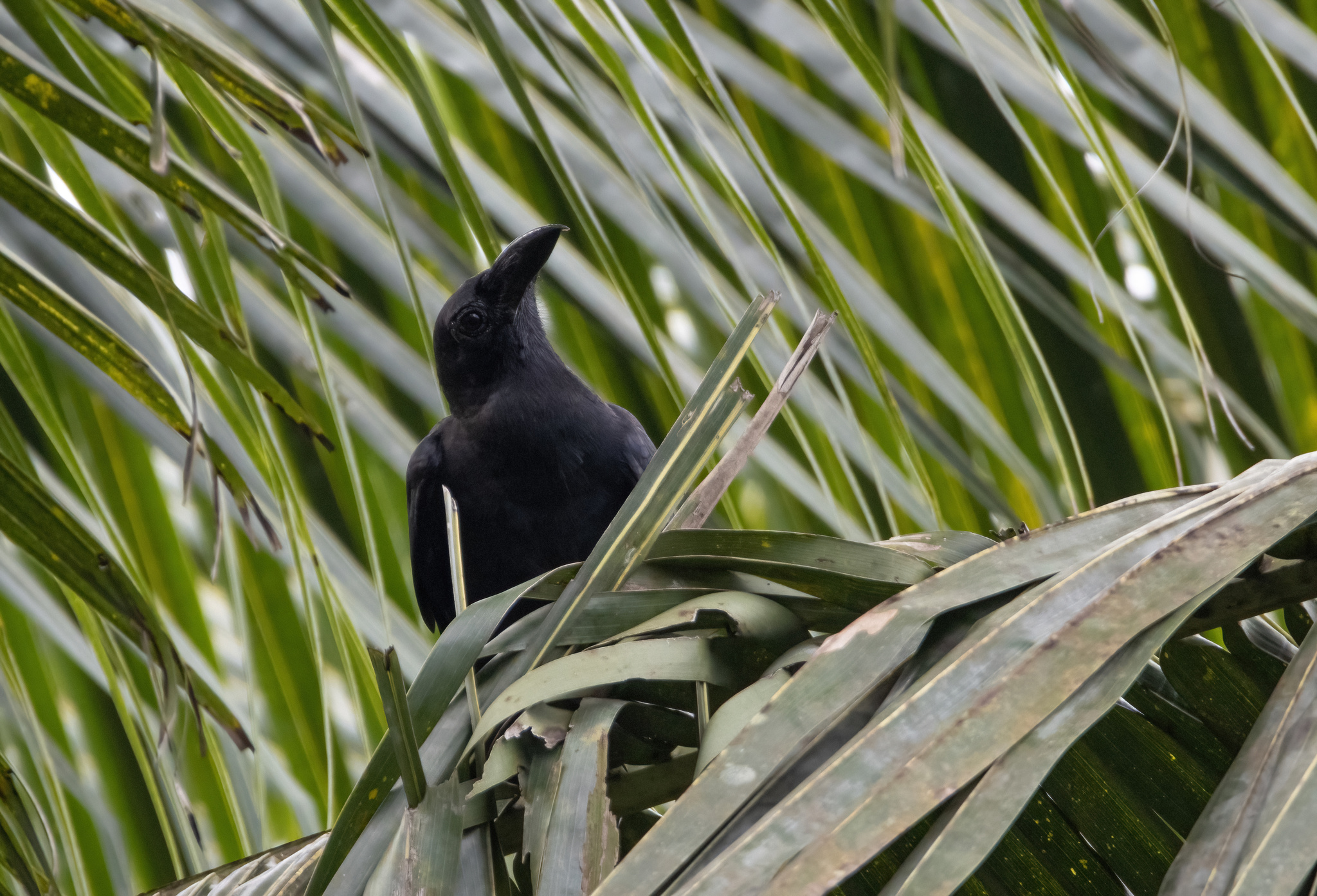 Corvus enca (Horsfield, 1821)