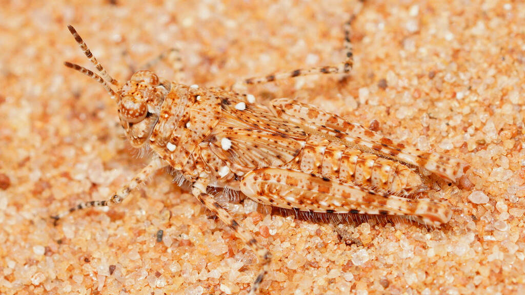 Sand Dune Grasshopper from Pooginook Conservation Park on September 30 ...