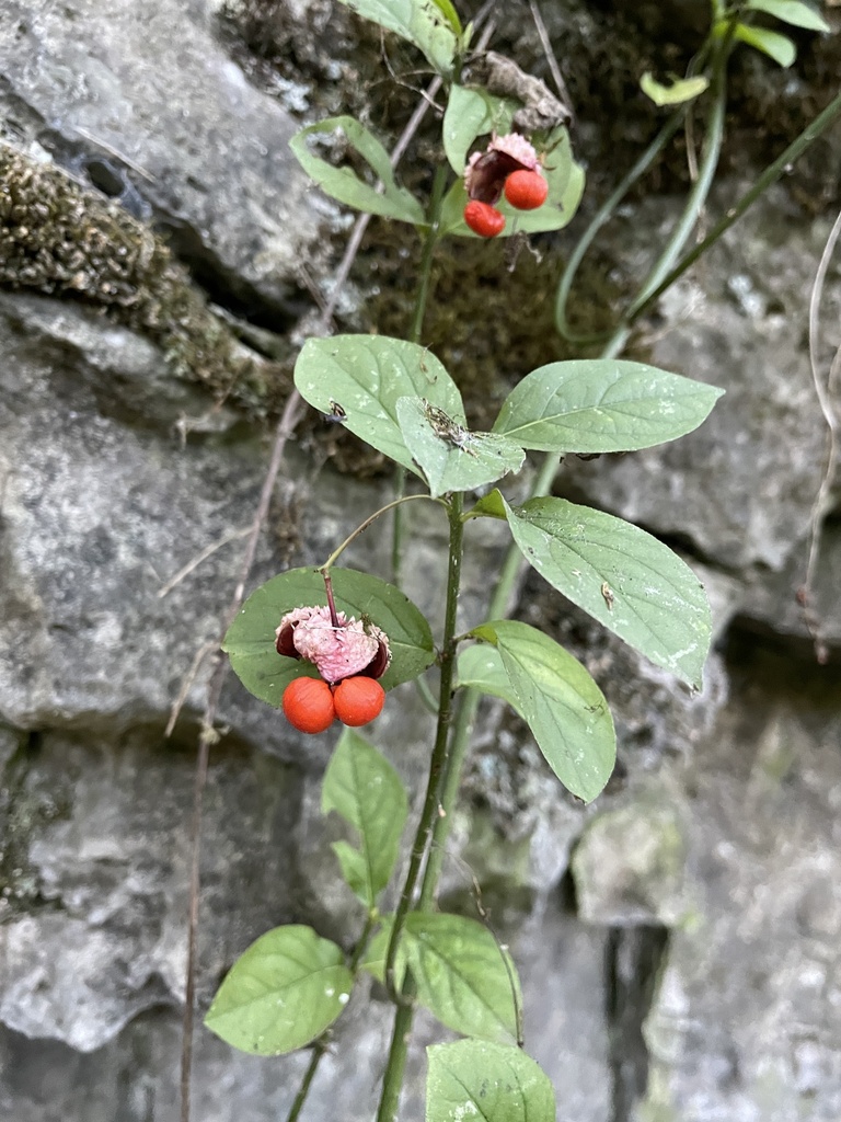 Running Strawberry-bush from Blue Heron Ridge, Cambridge, ON, CA on ...