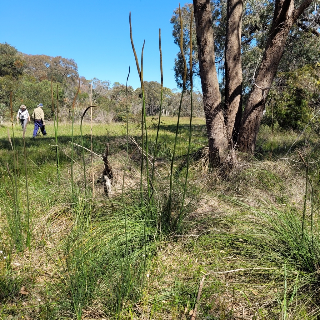 Small Grass-tree in October 2022 by friendsgroup · iNaturalist