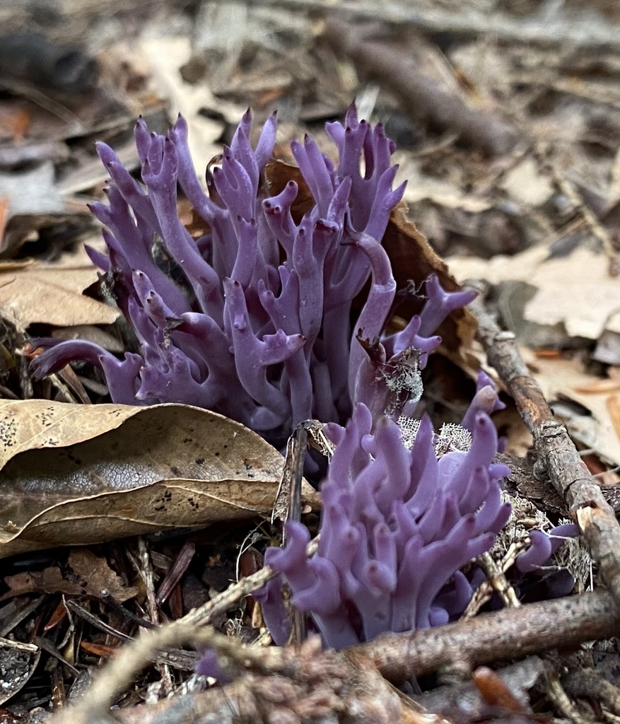 violet coral fungus from Bells Corners East, Ottawa, ON, CA on ...