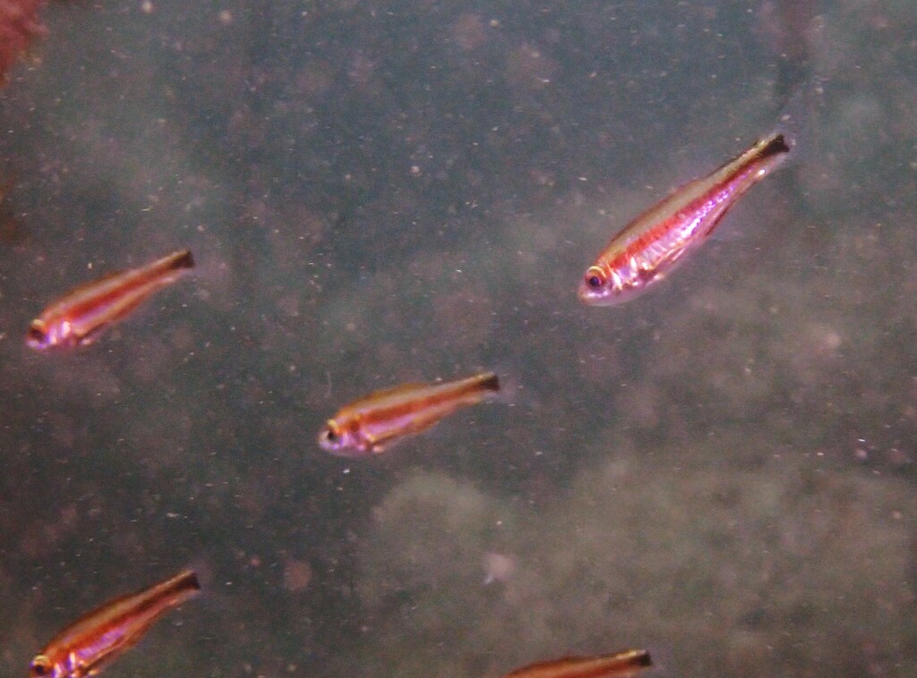 Wood's Siphonfish from Sydney NSW, Australia on September 23, 2022 at ...