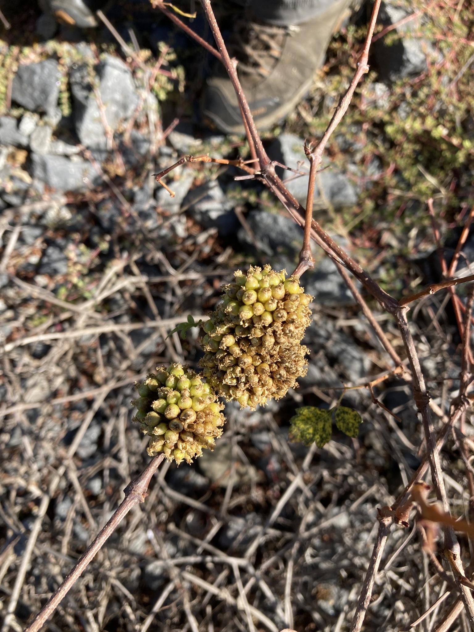 Cuscuta compacta Juss. ex Choisy