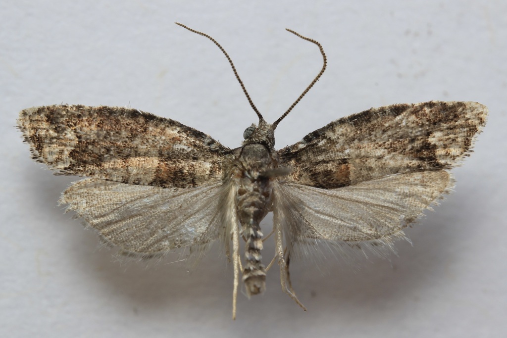 Red-striped Needleworm Moth from Parkland County, AB, Canada on ...