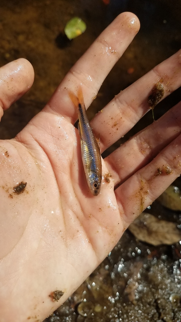 Weed Shiner from Nashville, GA 31639, USA on October 2, 2022 at 01:47 ...