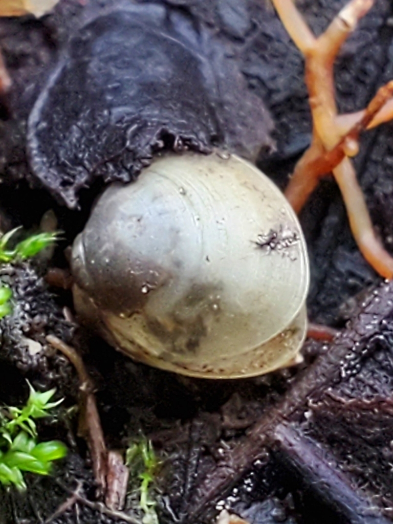 Musculium from Jamesville, NY 13078, USA on October 02, 2022 at 03:22 ...