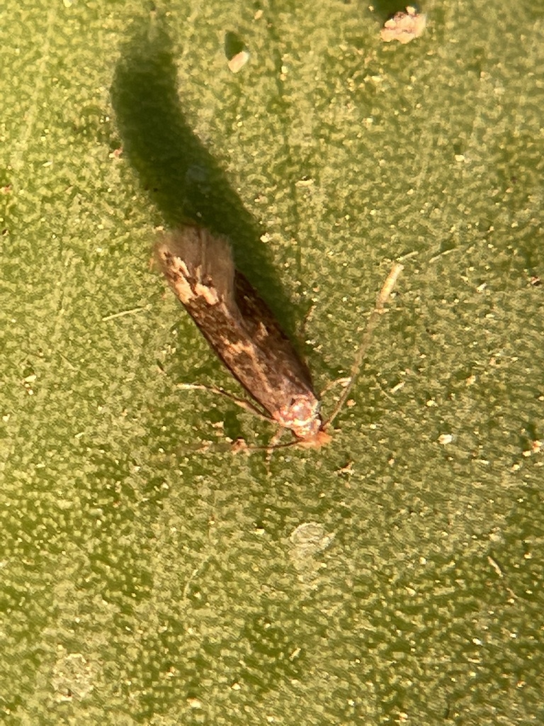 Yellow V Moth from Elkhorn Rd, Castroville, CA, US on October 2, 2022 ...