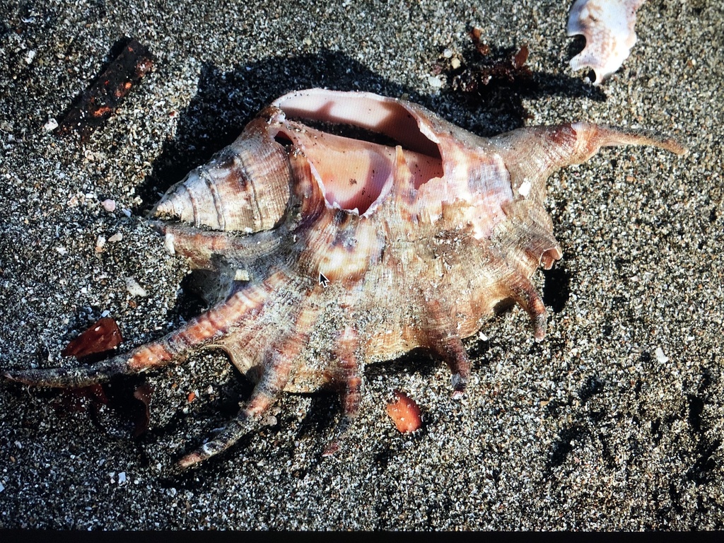 Common Spider Conch from National Capital Province, PG on September 02 ...