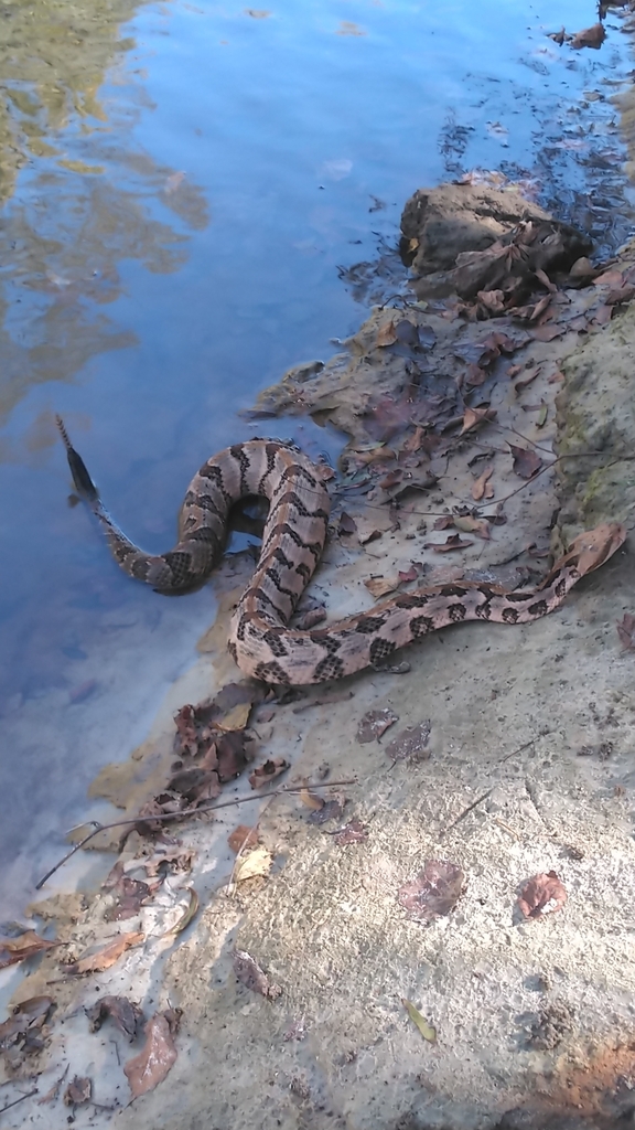 Timber Rattlesnake from Pike Rd, AL 36064, USA on October 2, 2022 at 02 ...