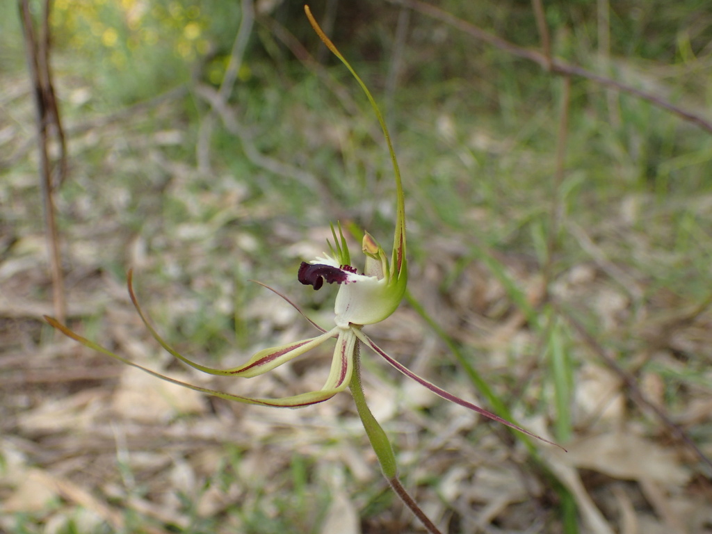 eastern mantis orchid from Humbug Scrub SA 5114, Australia on October 3 ...