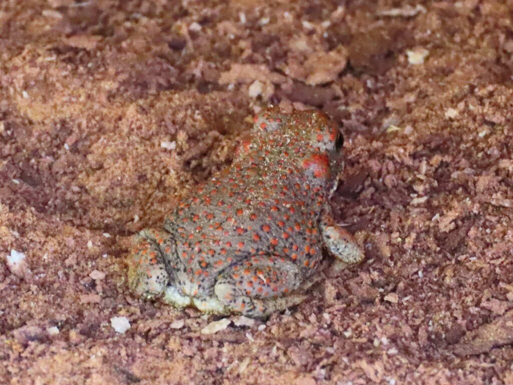 Red-spotted Toad from San Juan County, UT, USA on September 28, 2022 at ...