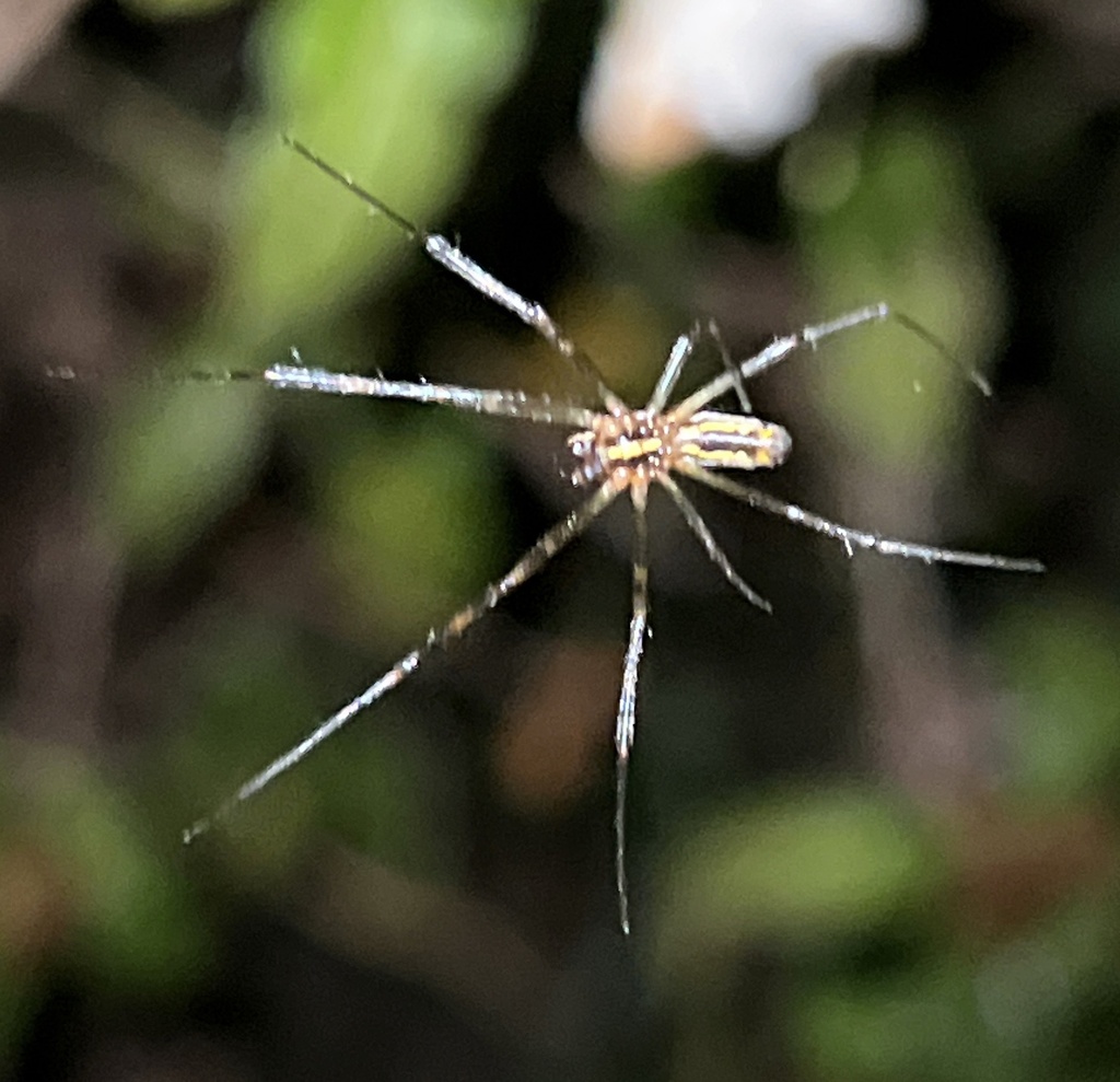 Joro Spider in October 2022 by drchancey · iNaturalist
