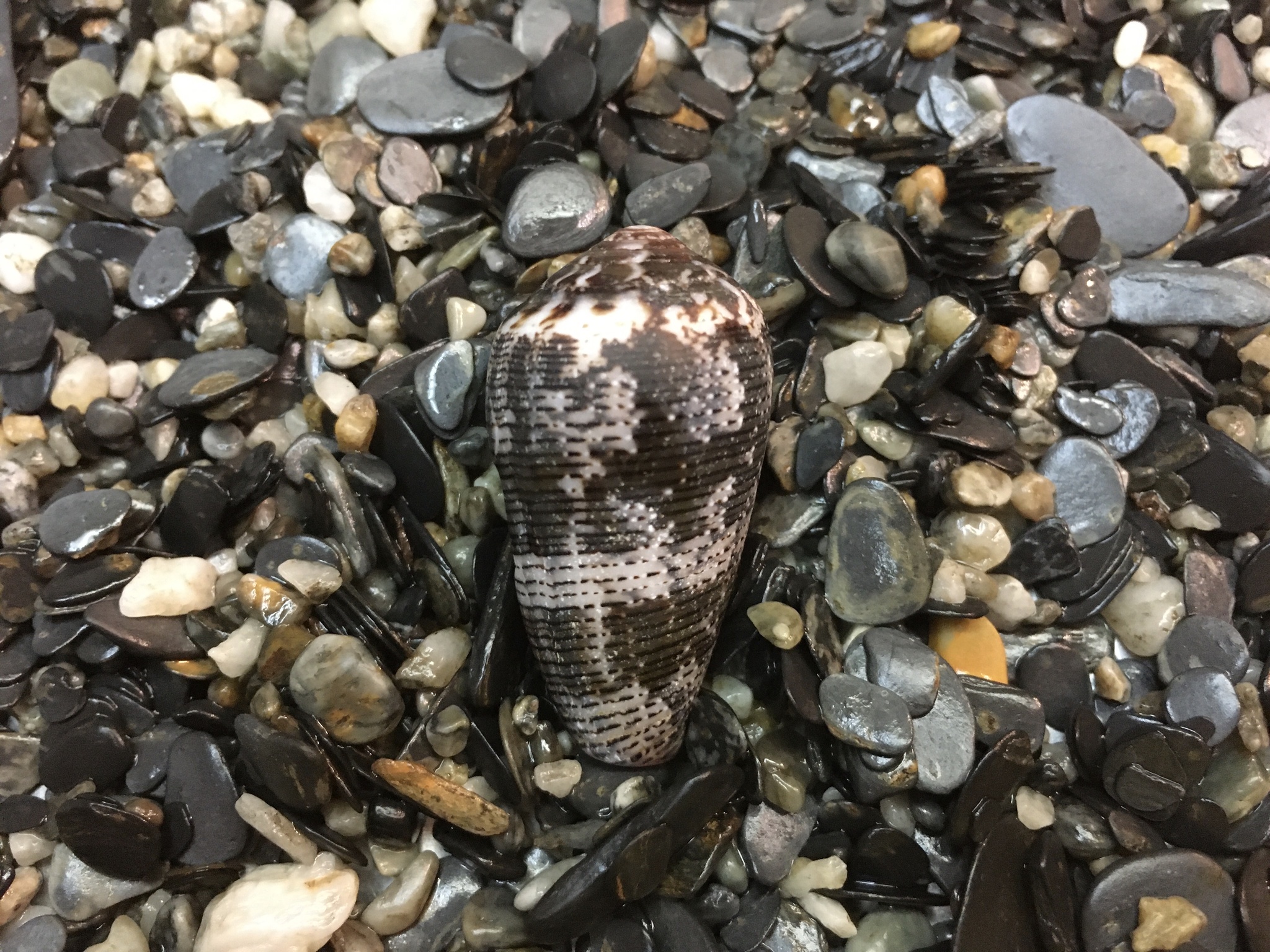 Conus achatinus Gmelin, 1791