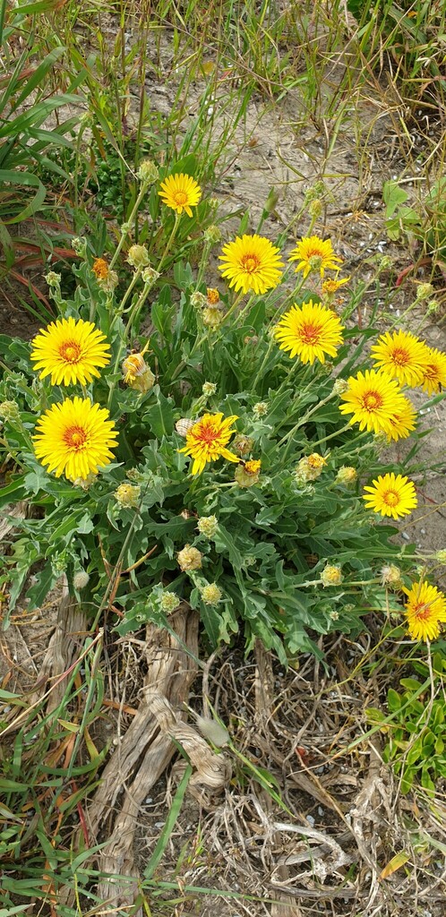 False Sow-thistle from Normanville SA 5204, Australia on October 03 ...