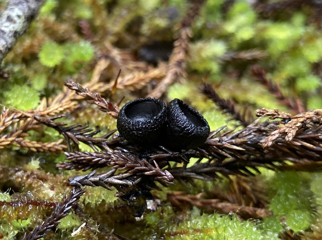 Plectania rhytidia from Waimate North, New Zealand on October 01, 2022 ...