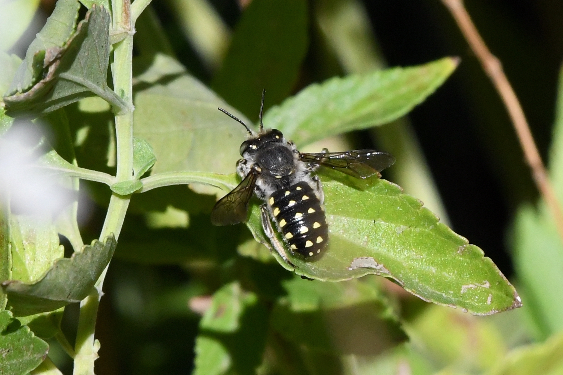 Anthidium maculosum Cresson, 1878