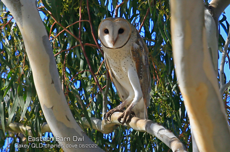 Australian Barn Owl from Oakey QLD 4401, Australia on August 03, 2022 ...