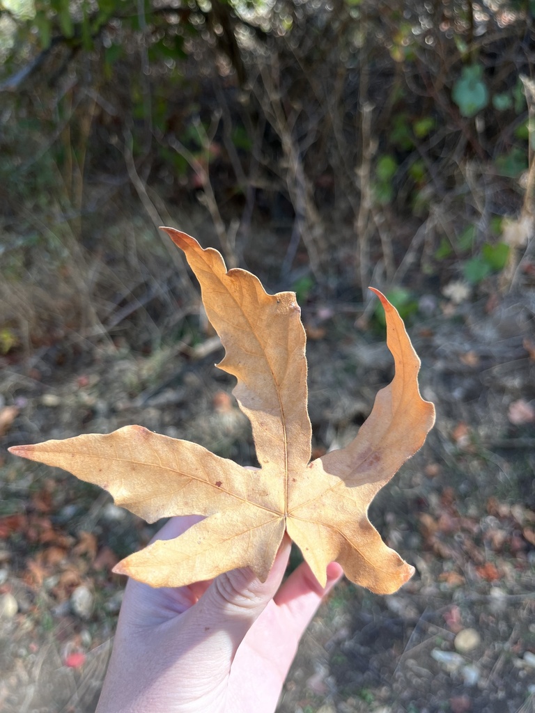 bigleaf maple from Mount Diablo State Park, Clayton, CA, US on October ...