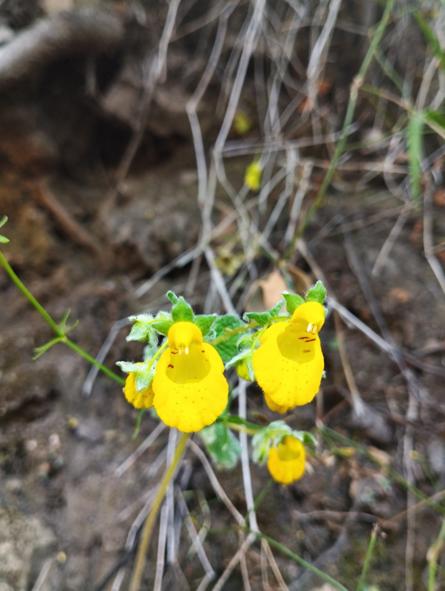 Calceolaria corymbosa Ruiz & Pav.
